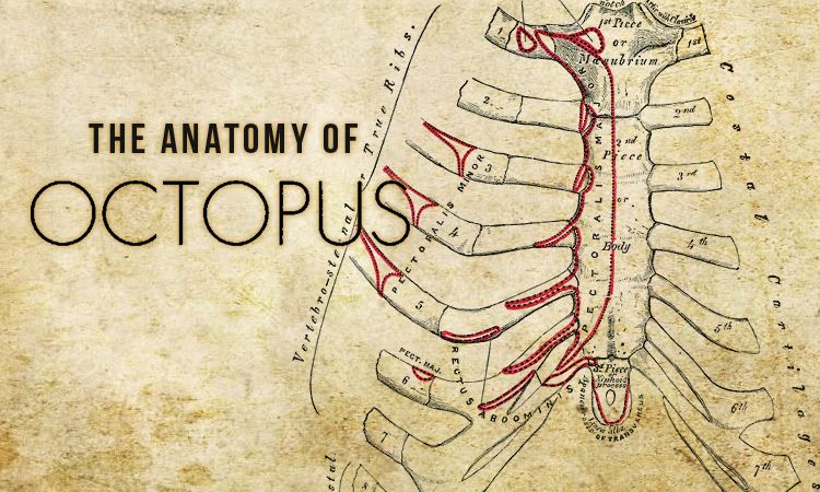 The Anatomy Of: Octopus – Heavy Blog Is Heavy | Heavy Blog is Heavy